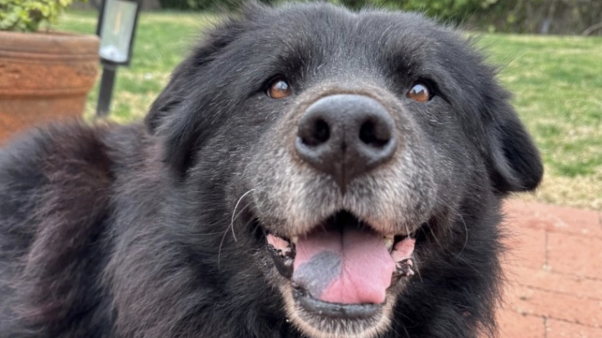 Lionel's Legacy Senior Dog Rescue