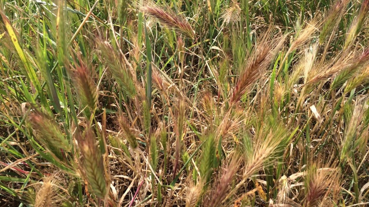 Vet Buzz: Protect your dog from foxtails – DogTrekker