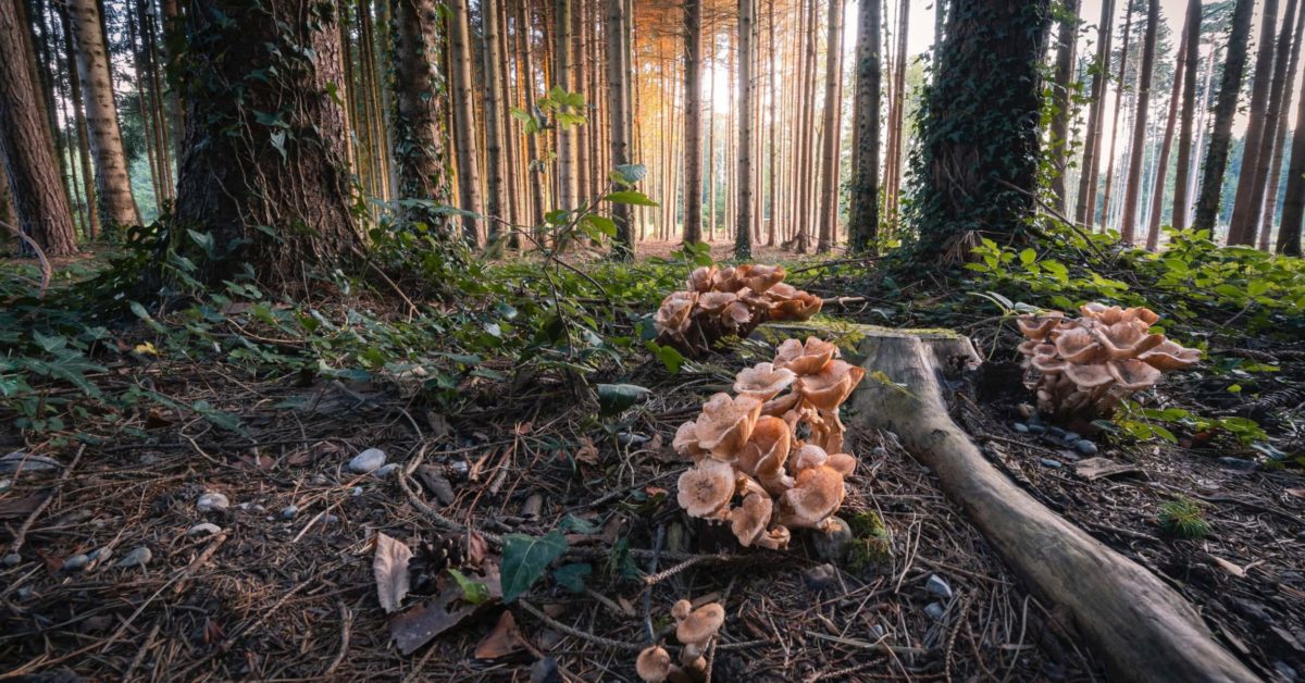 Mushroom Dangers - even in the off season