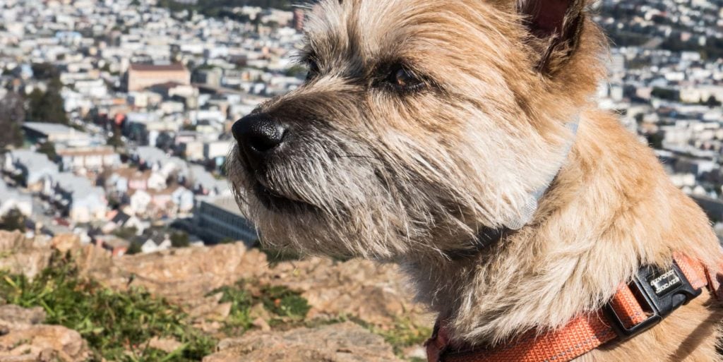 Dog-friendly cities with places to stay, things to do, hikes, parks.