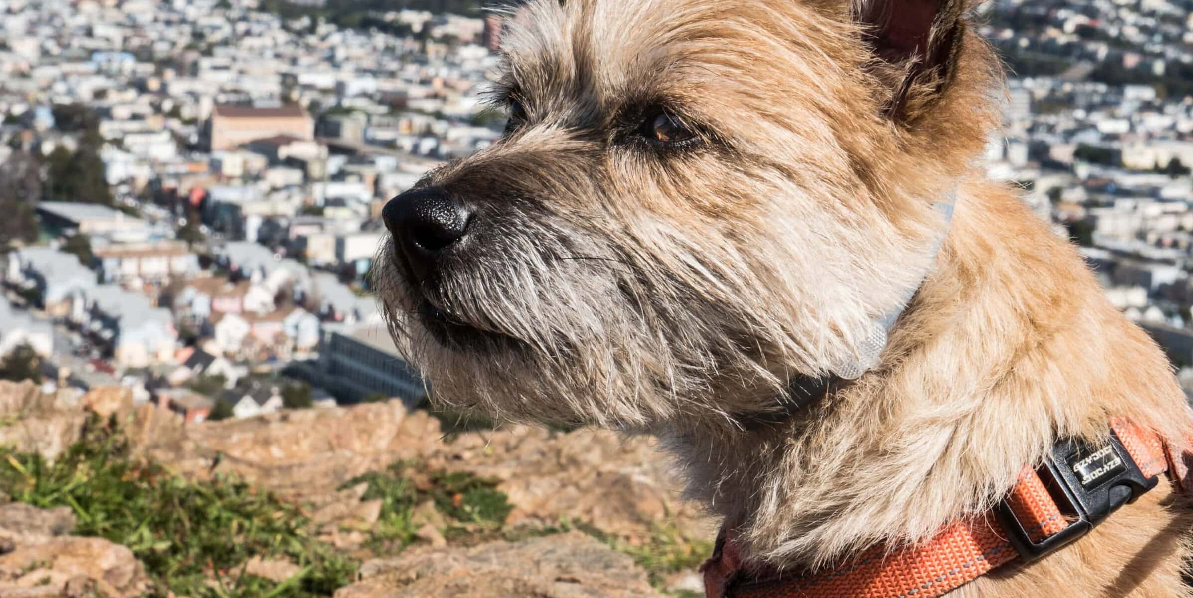 Dog-friendly cities with places to stay, things to do, hikes, parks.