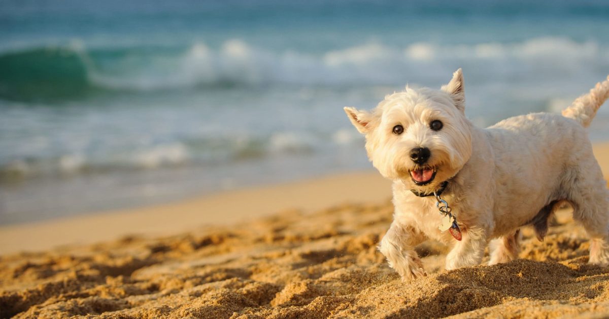 Find dog-friendly things to do and more in California destinations.