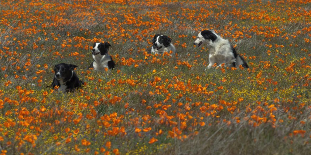 Dog-friendly Counties In California