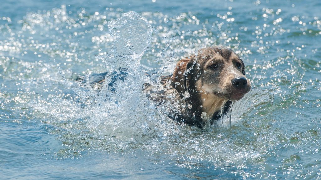 Pebble Beach-Dog Beach