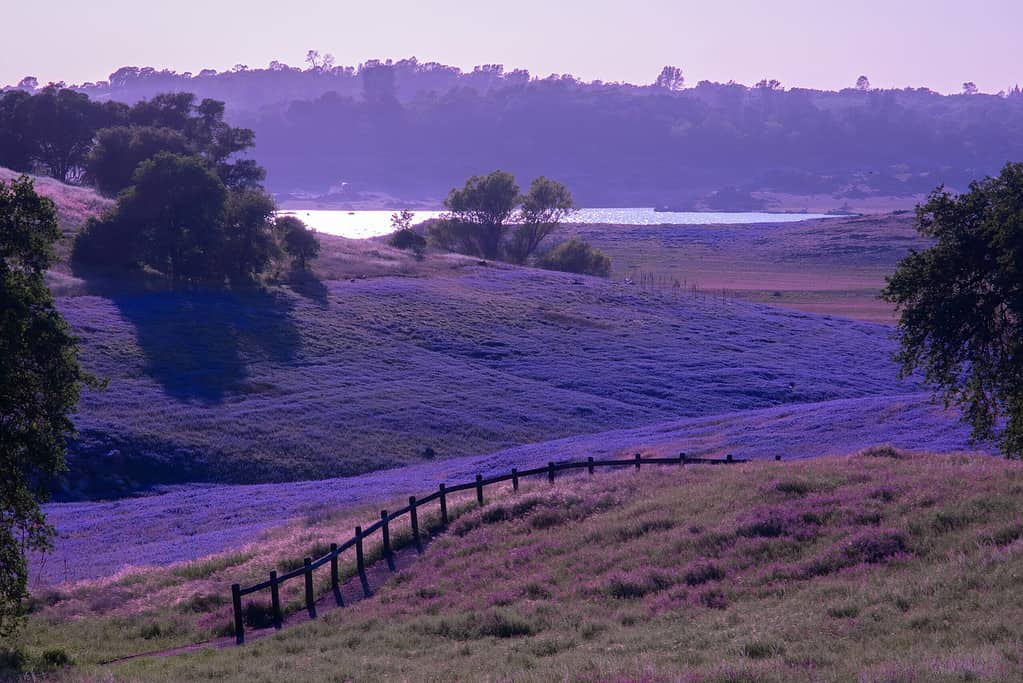 Folsom Lake State Recreation Area