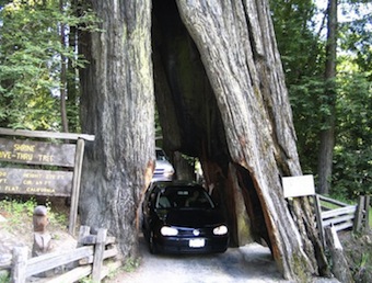 Shrine Drive-Thru Tree