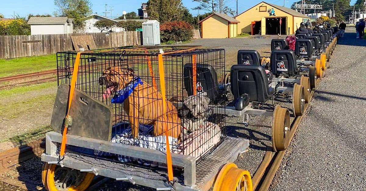 Dog-friendly skunk train rail bikes