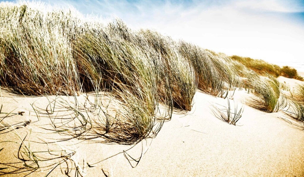 Kellogg Beach Crescent City Beaches
