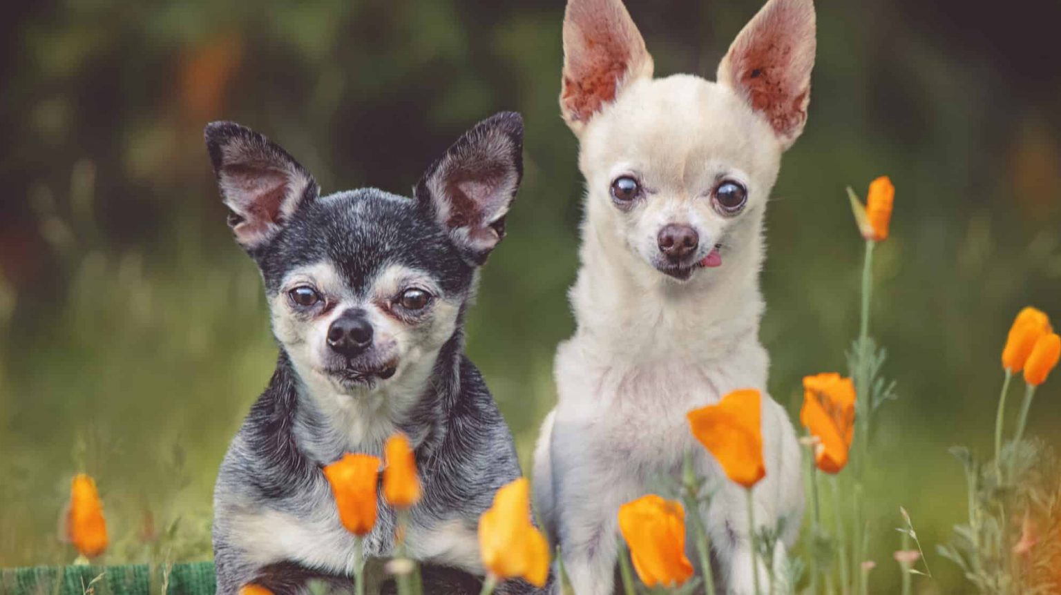 Watch Your Puppies Around Those Poppies