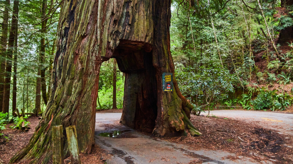 Klamath Tour Thru Tree Klamath Things To Do