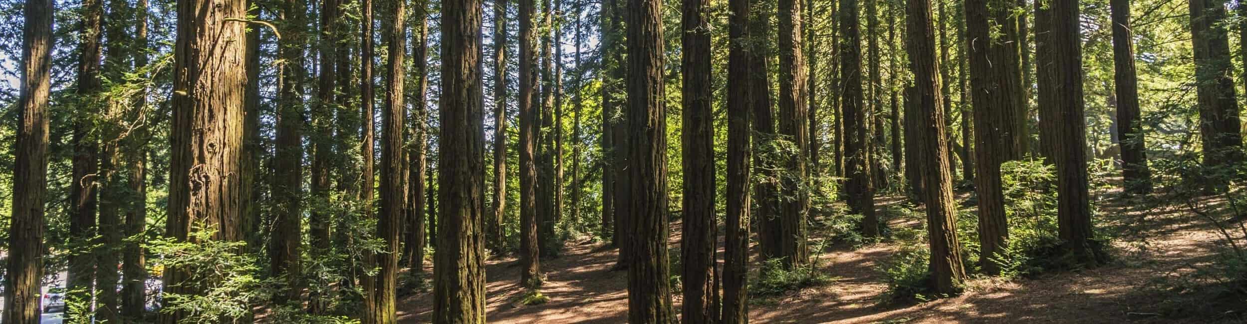 Dunn Trail Loop Oakland Hikes and Parks