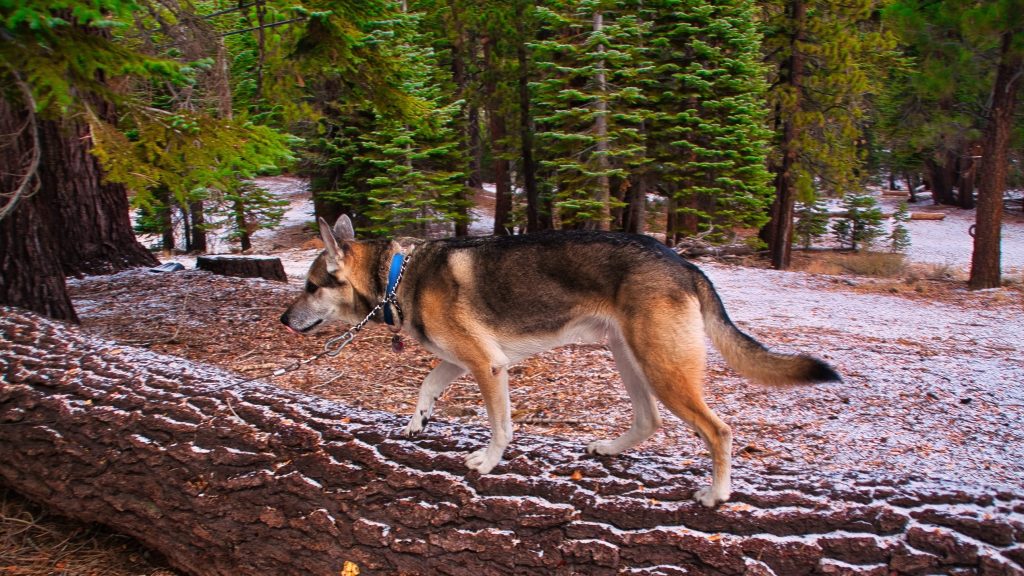 10 dog-friendly hiking trails in California – DogTrekker