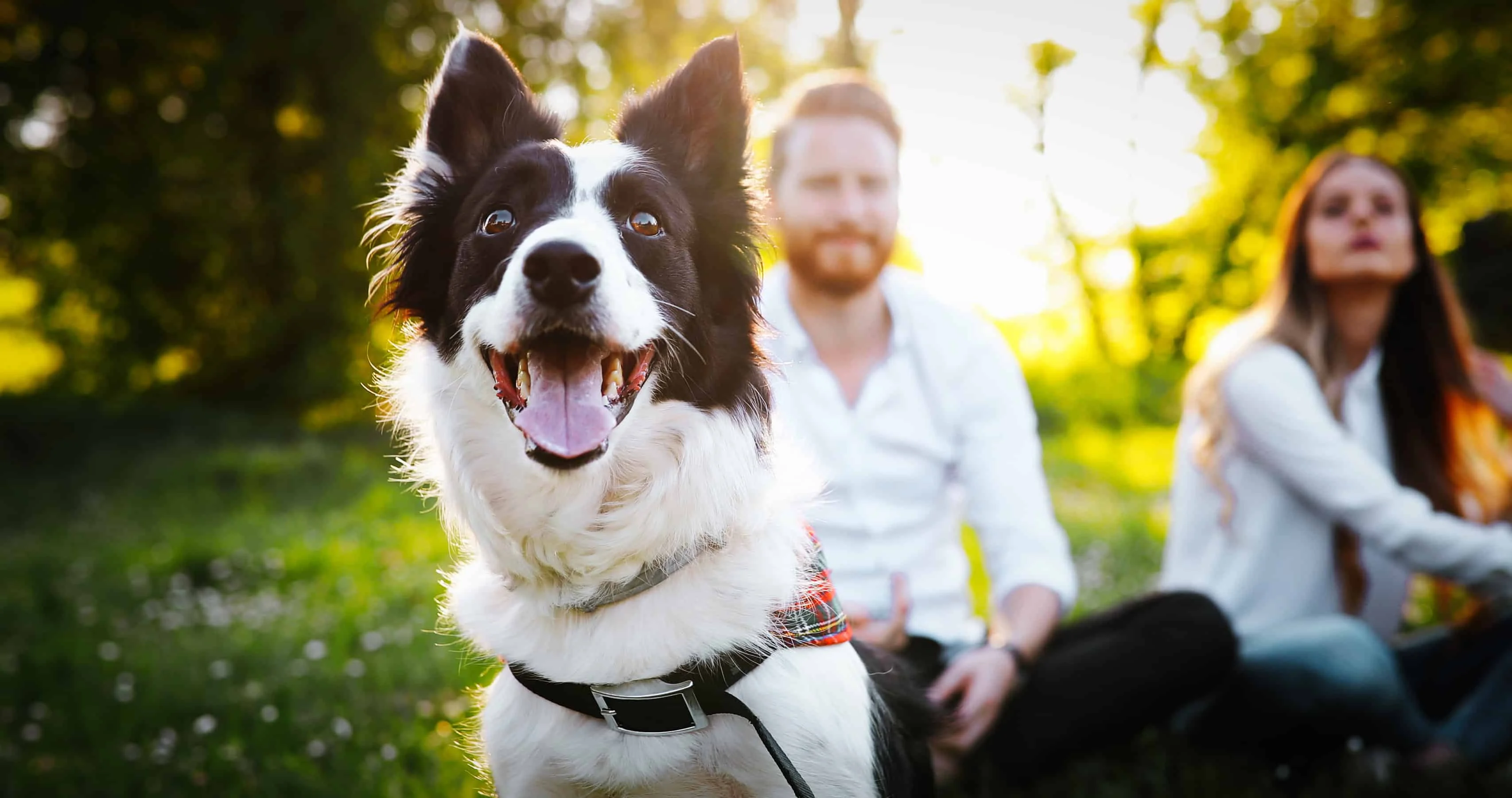 Rotary Park - Dog-Friendly Parks in Big Bear Lake | DogTrekker