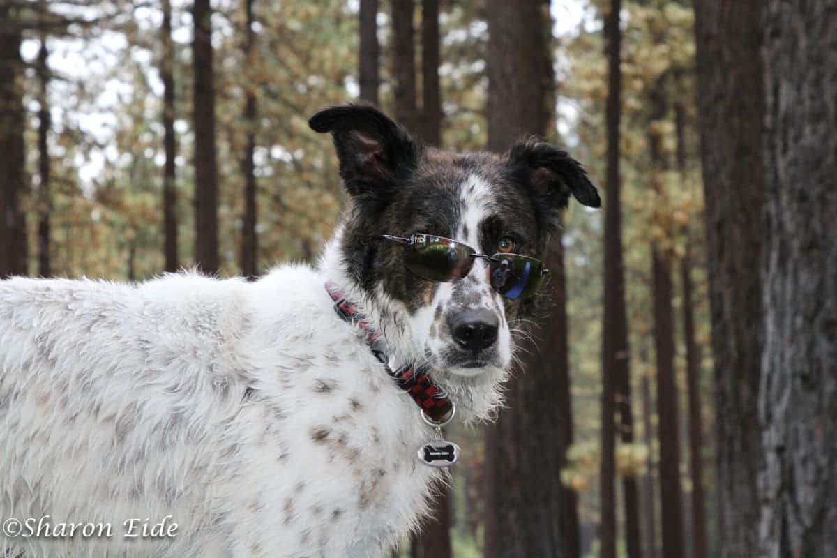 Lake Tahoe unleashed: Fun and philanthropy at Wild Blue Dogs Camp
