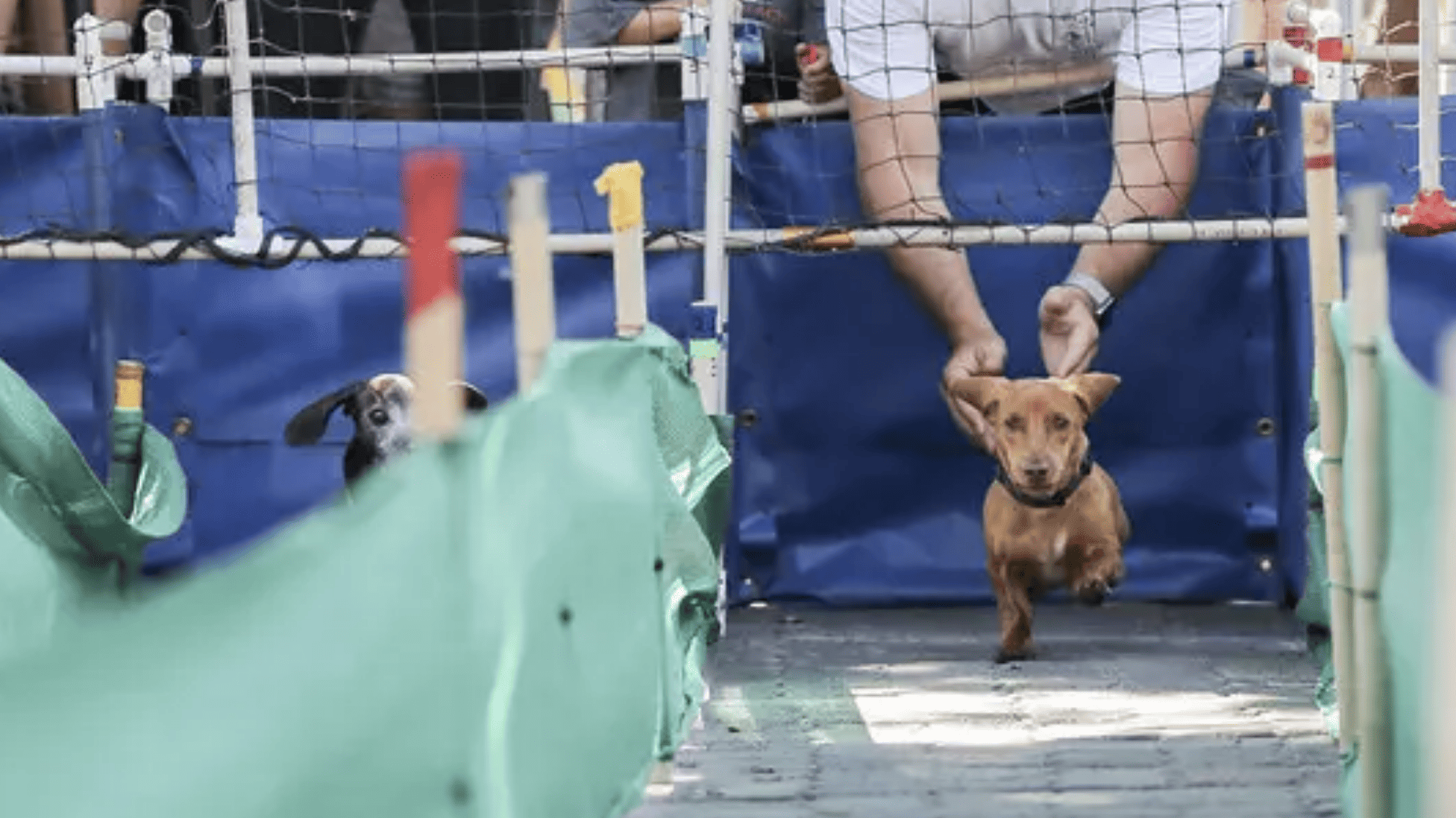 Holiday Wiener Dog Races: Dachshund Thru The Snow - DogTrekker
