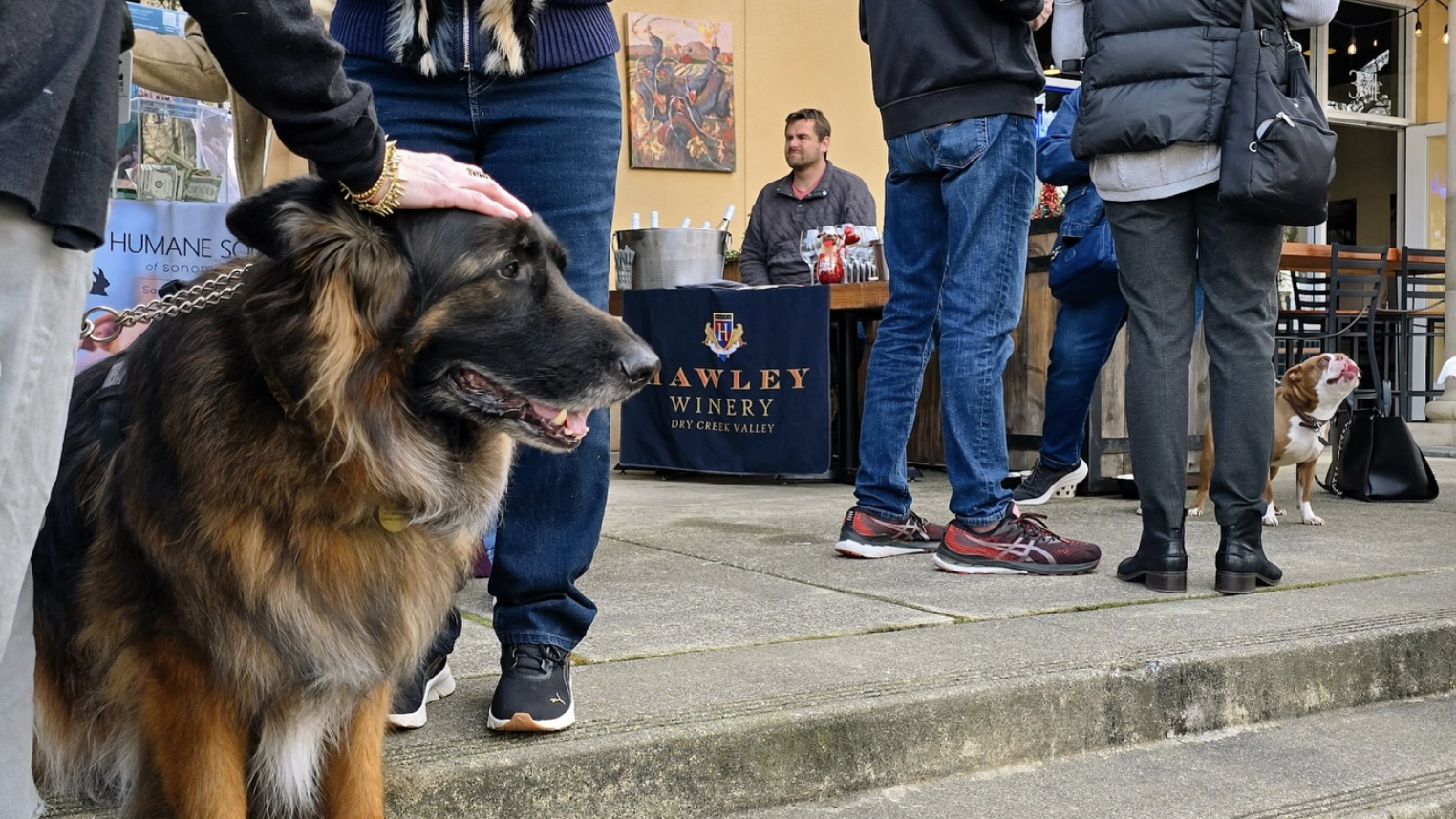 Puppy Love – DogTrekker