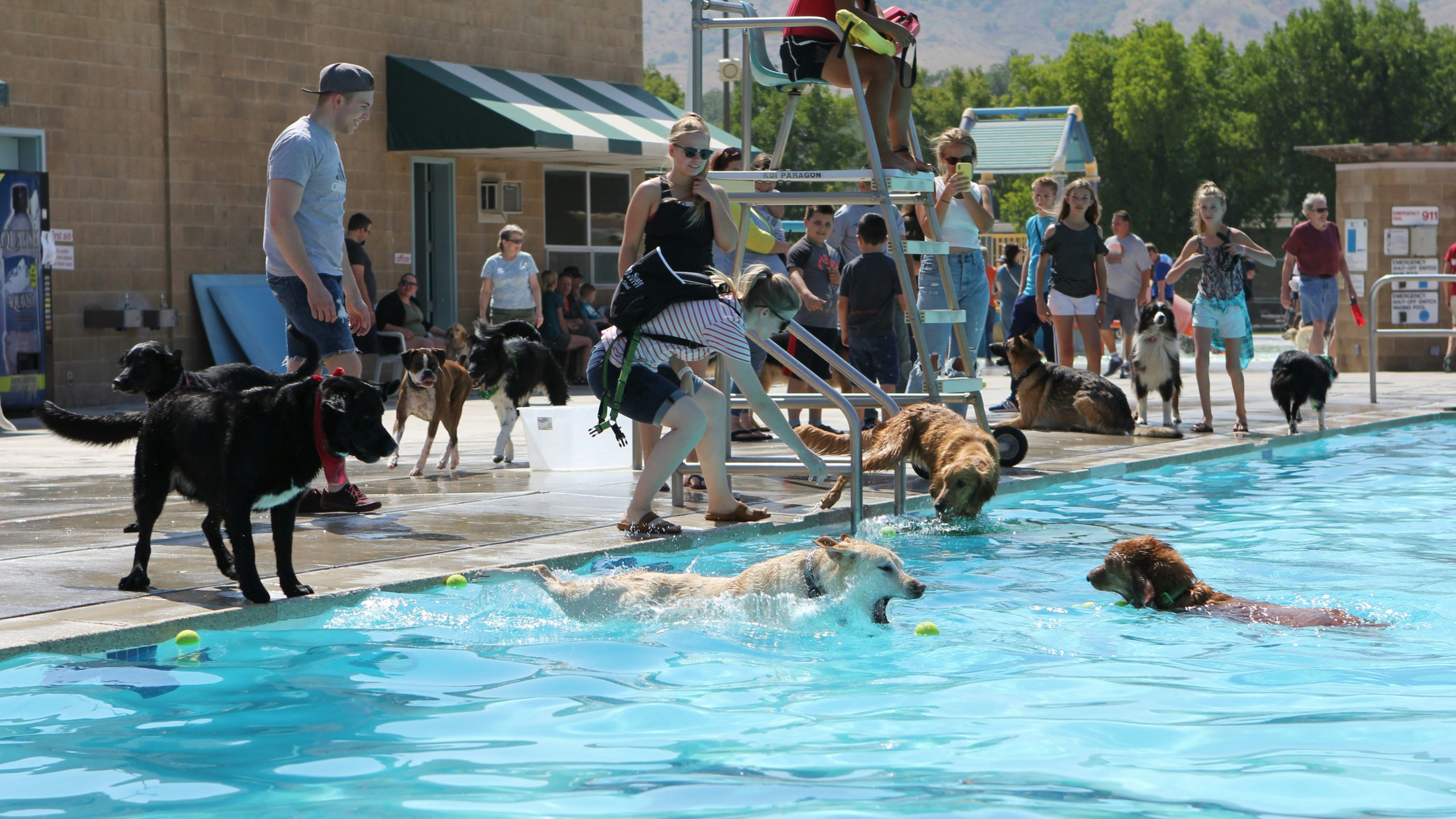 Doggy Dip at the Community Pool – DogTrekker